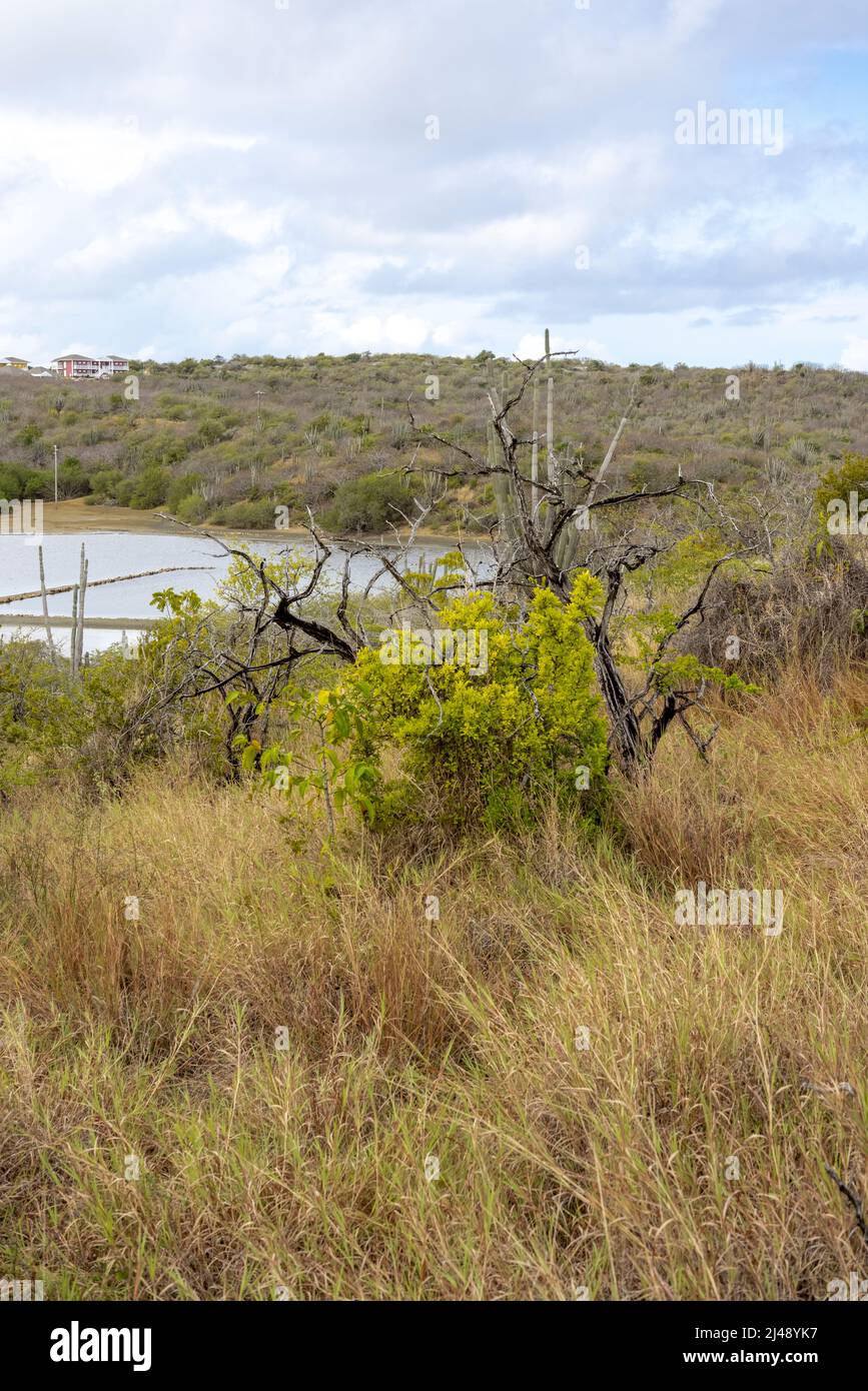 Small, dead trees and big cactuses in the veld around the Jan Thiel ...