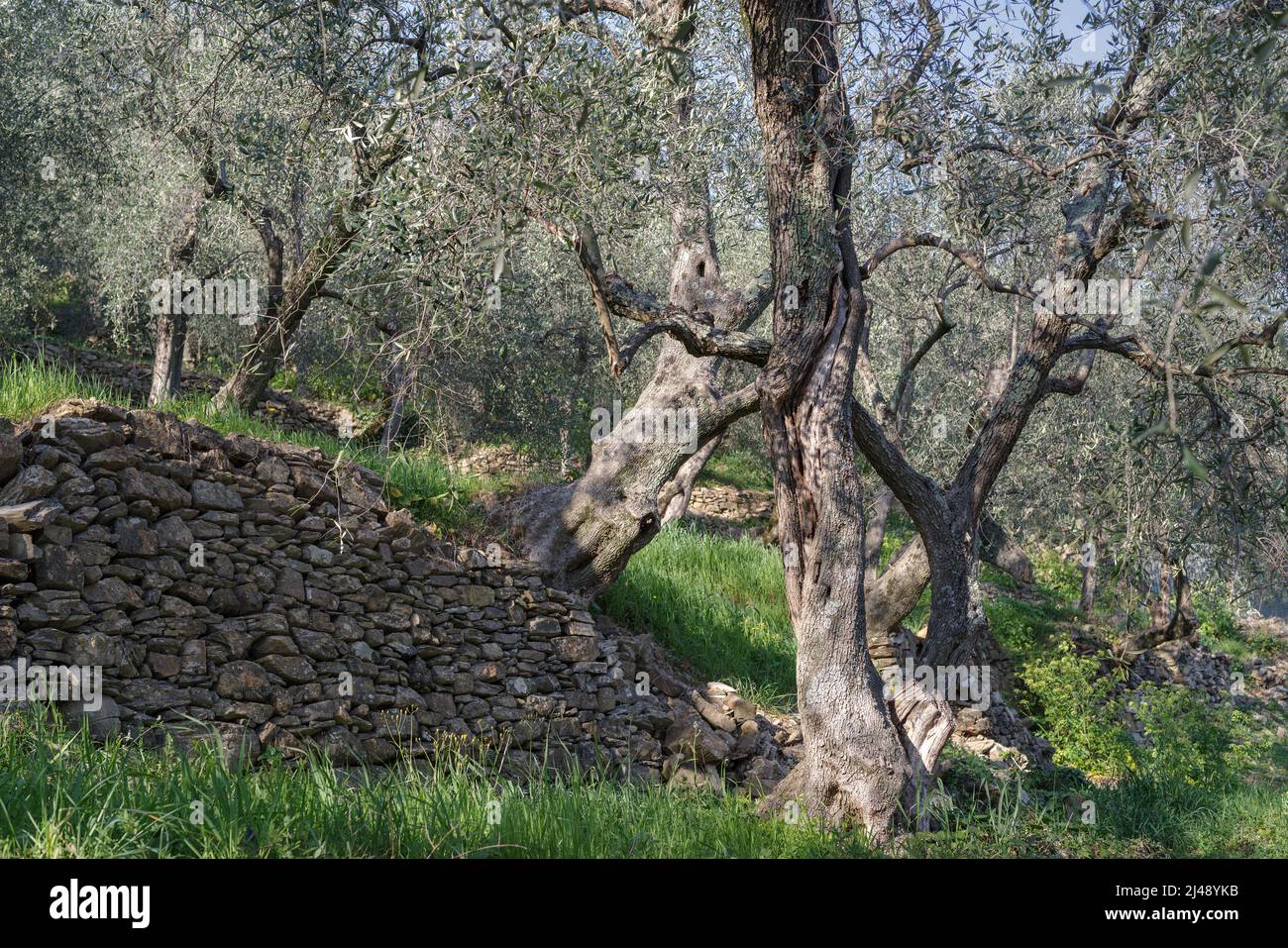 Terraced stone walls support olive trees on the hillside, Province of Imperia, Italy Stock Photo ...