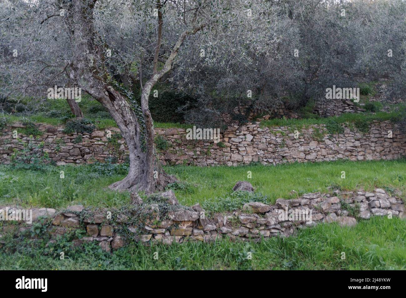 Terraced stone walls support olive trees on the hillside, Province of Imperia, Italy Stock Photo ...