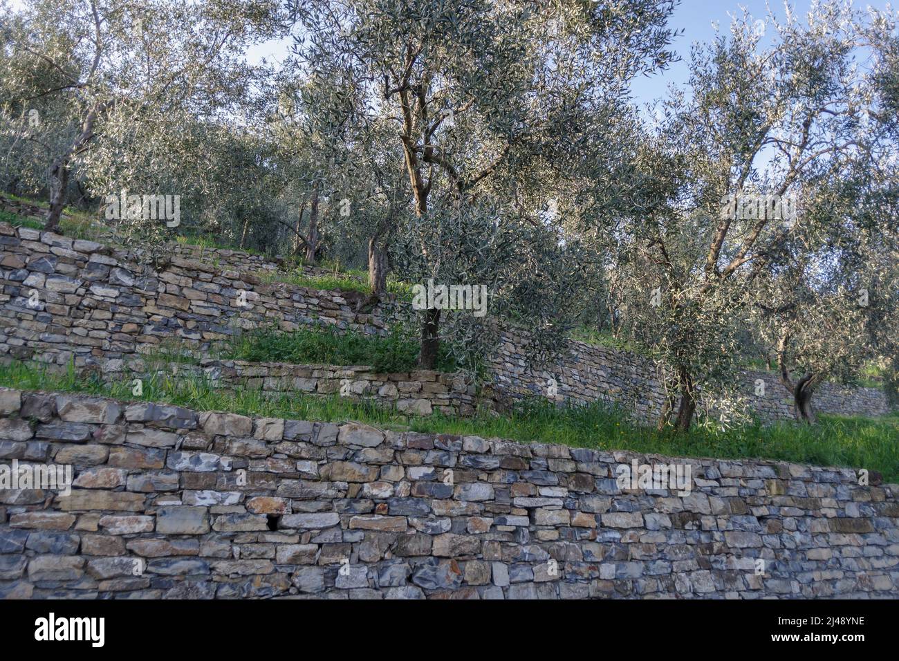 Olive trees stone walls hi-res stock photography and images - Alamy