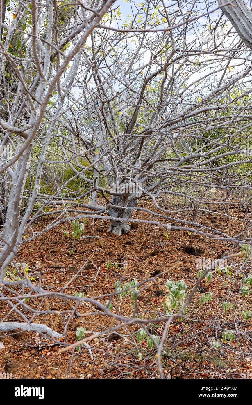 Long branches of a small, dry tree in the forest around the Jan Thiel ...