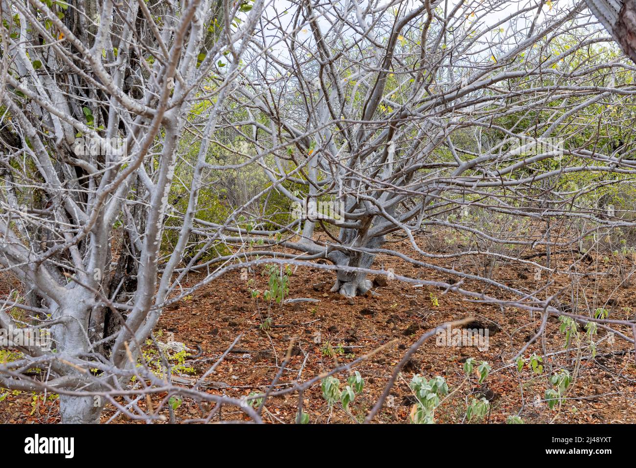 Long branches of a small, dry tree in the forest around the Jan Thiel ...