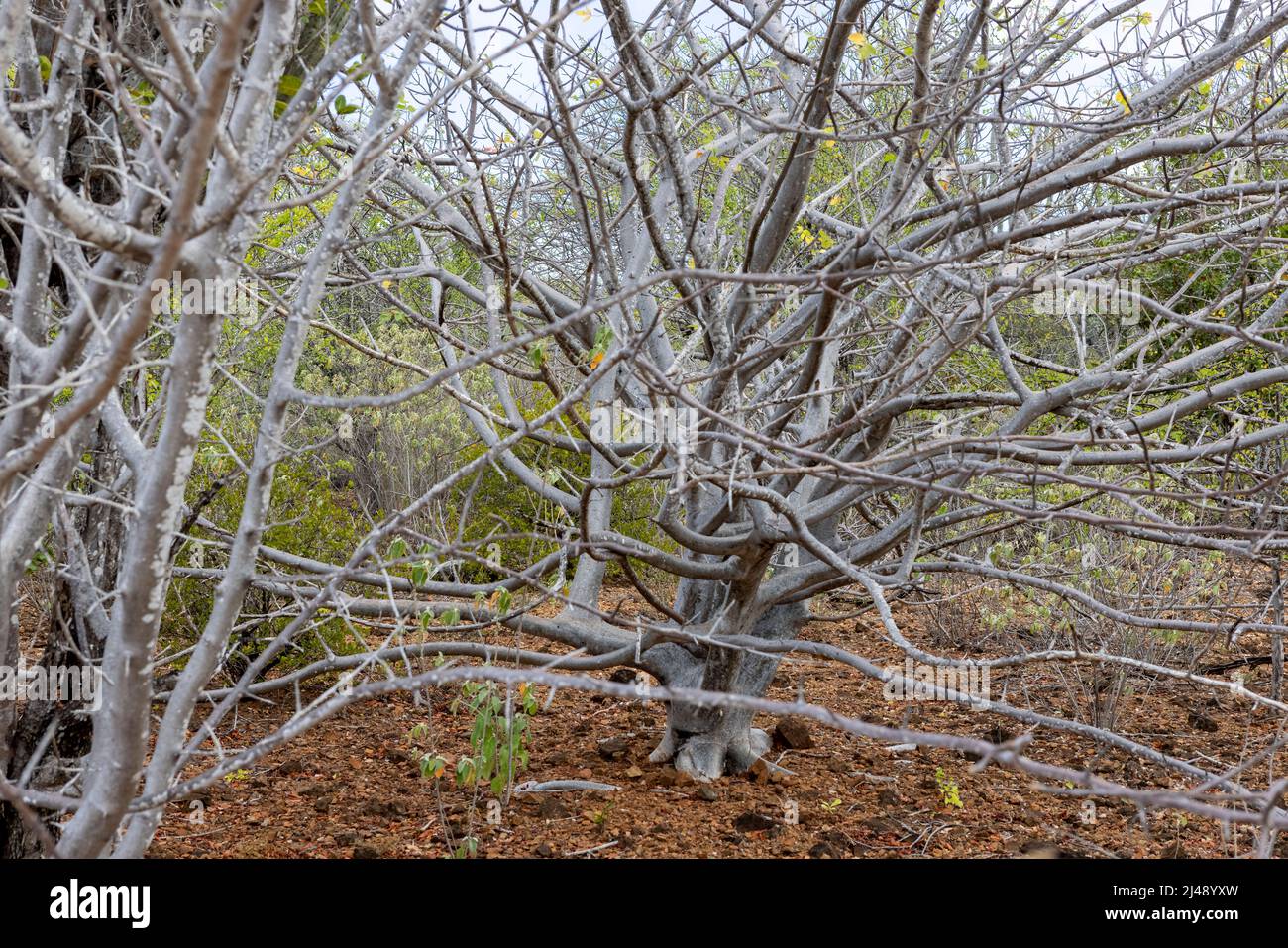 Long branches of a small, dry tree in the forest around the Jan Thiel ...