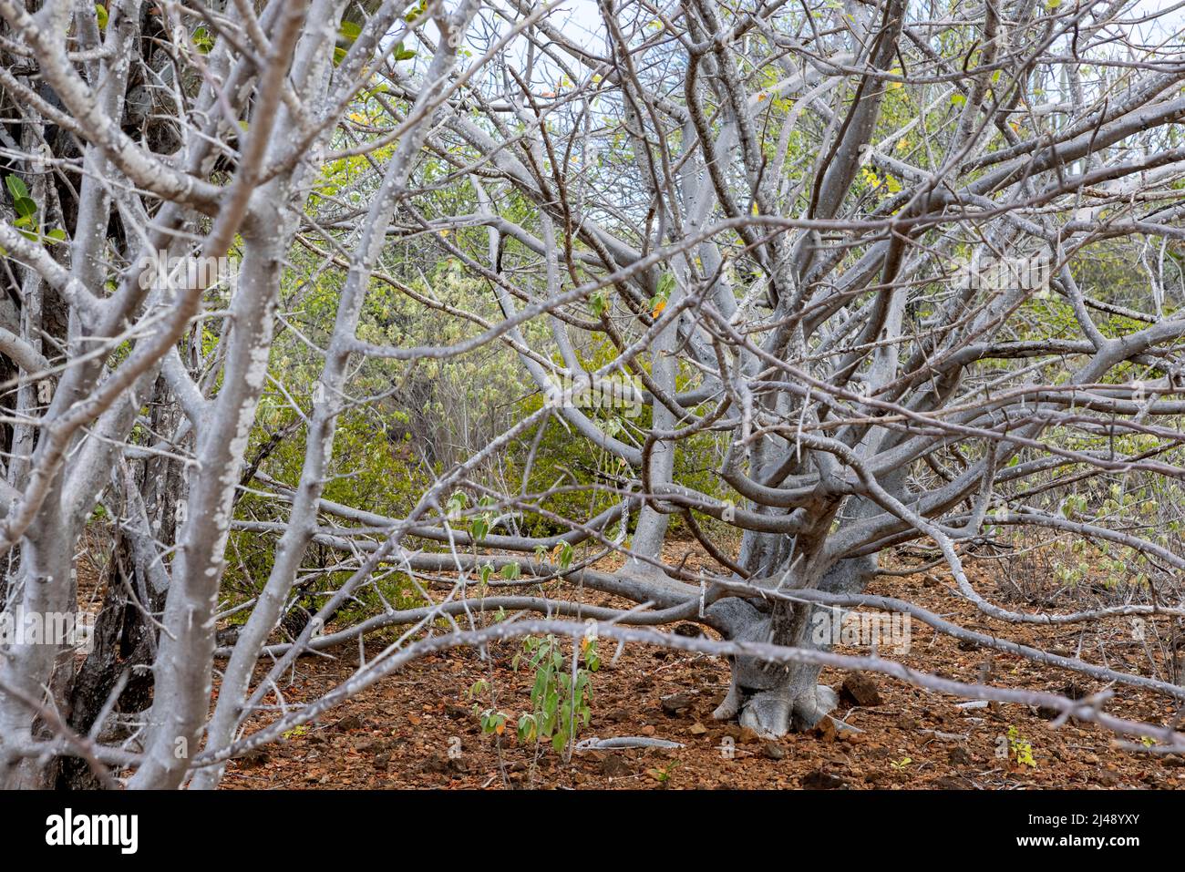 Long branches of a small, dry tree in the forest around the Jan Thiel ...