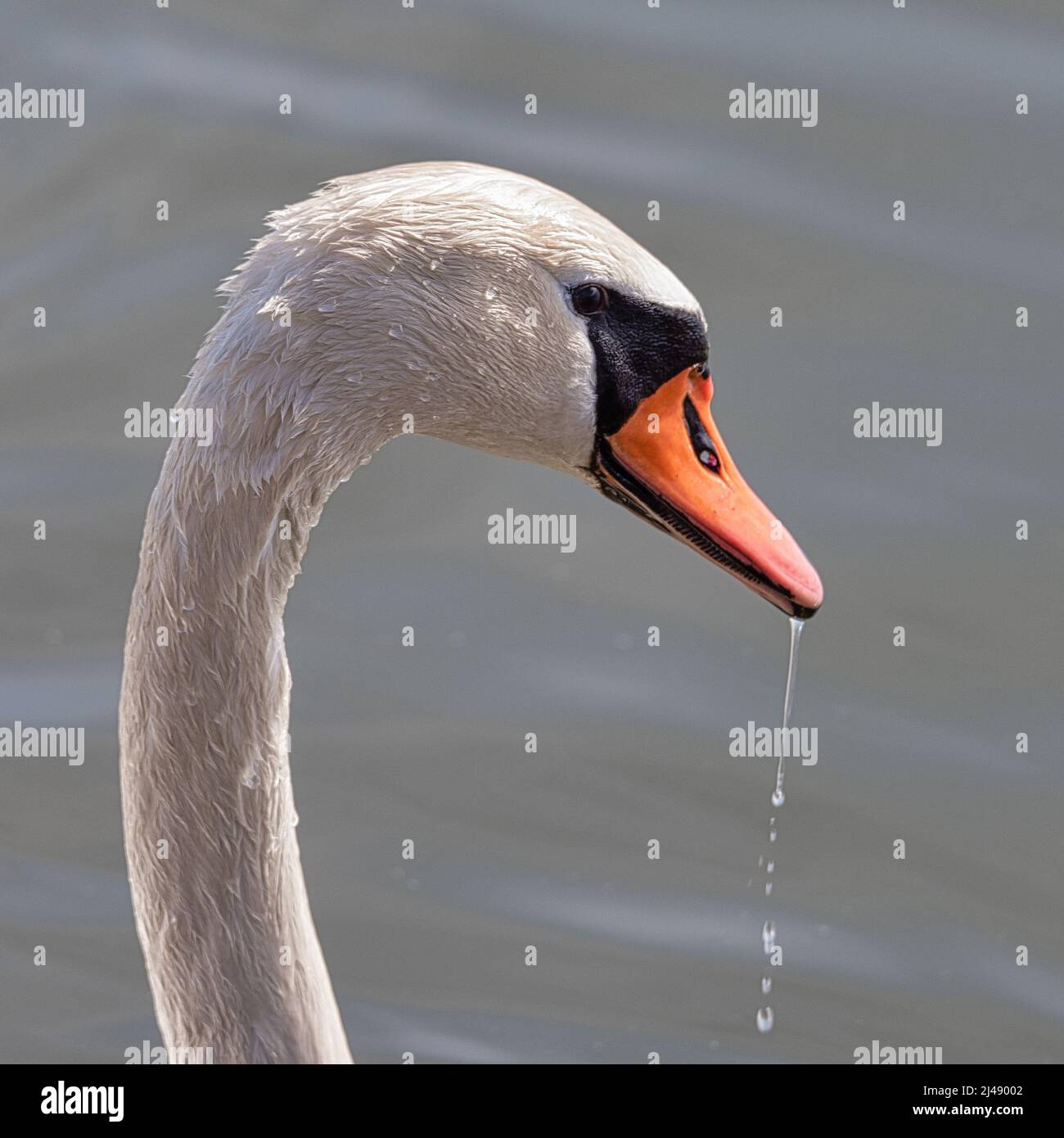 Swan next to the cycle path to Tulln. After a few minutes, I was no ...