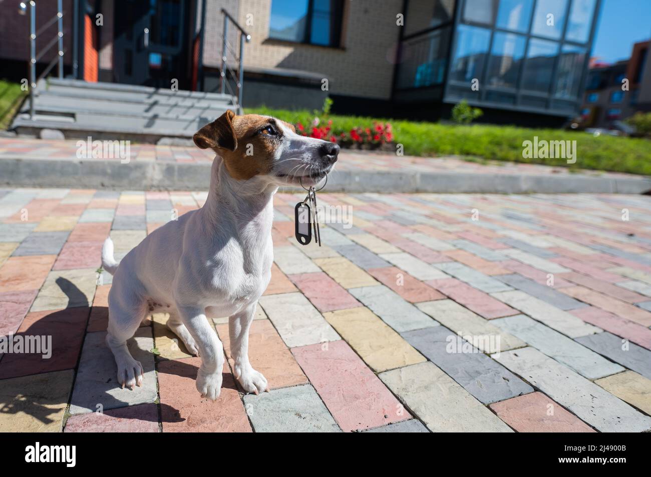 Dog keys mouth hi-res stock photography and images - Alamy