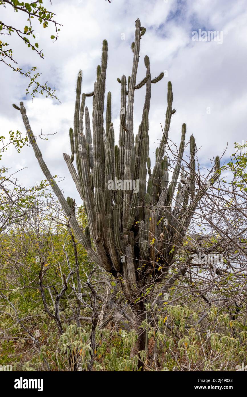 Huge cactus along the path around the Jan Thiel Salt Flats, Curacao ...