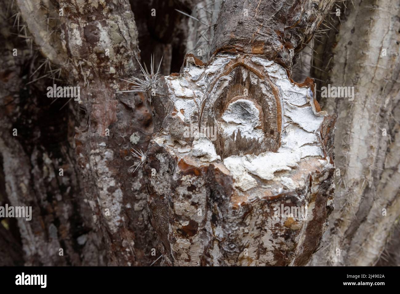 Dead cactus hi-res stock photography and images - Alamy