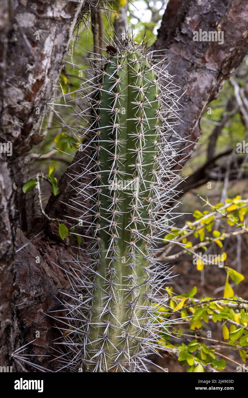 Green cactus with big spikes at the Jan Thiel Salt Flats on the ...