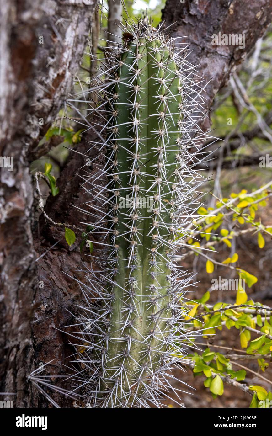 Green cactus with big spikes at the Jan Thiel Salt Flats on the ...