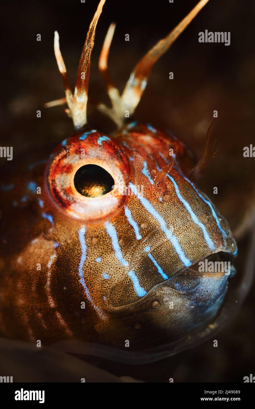 Portrait of a parablennius rouxi. Adults occur in the shallow littoral ...