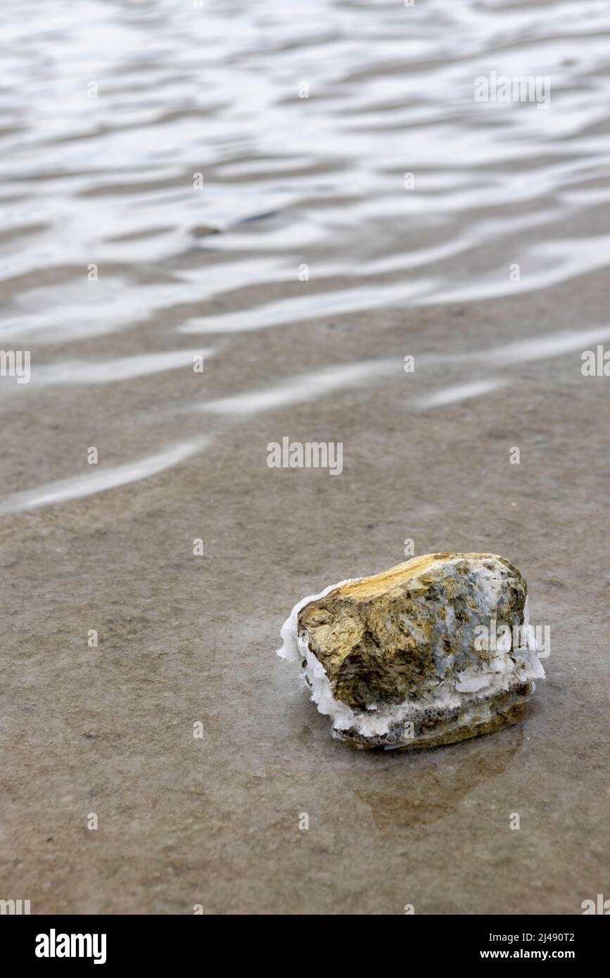 Stone with salt crystals lying in the shallow waters of the Jan Thiel ...