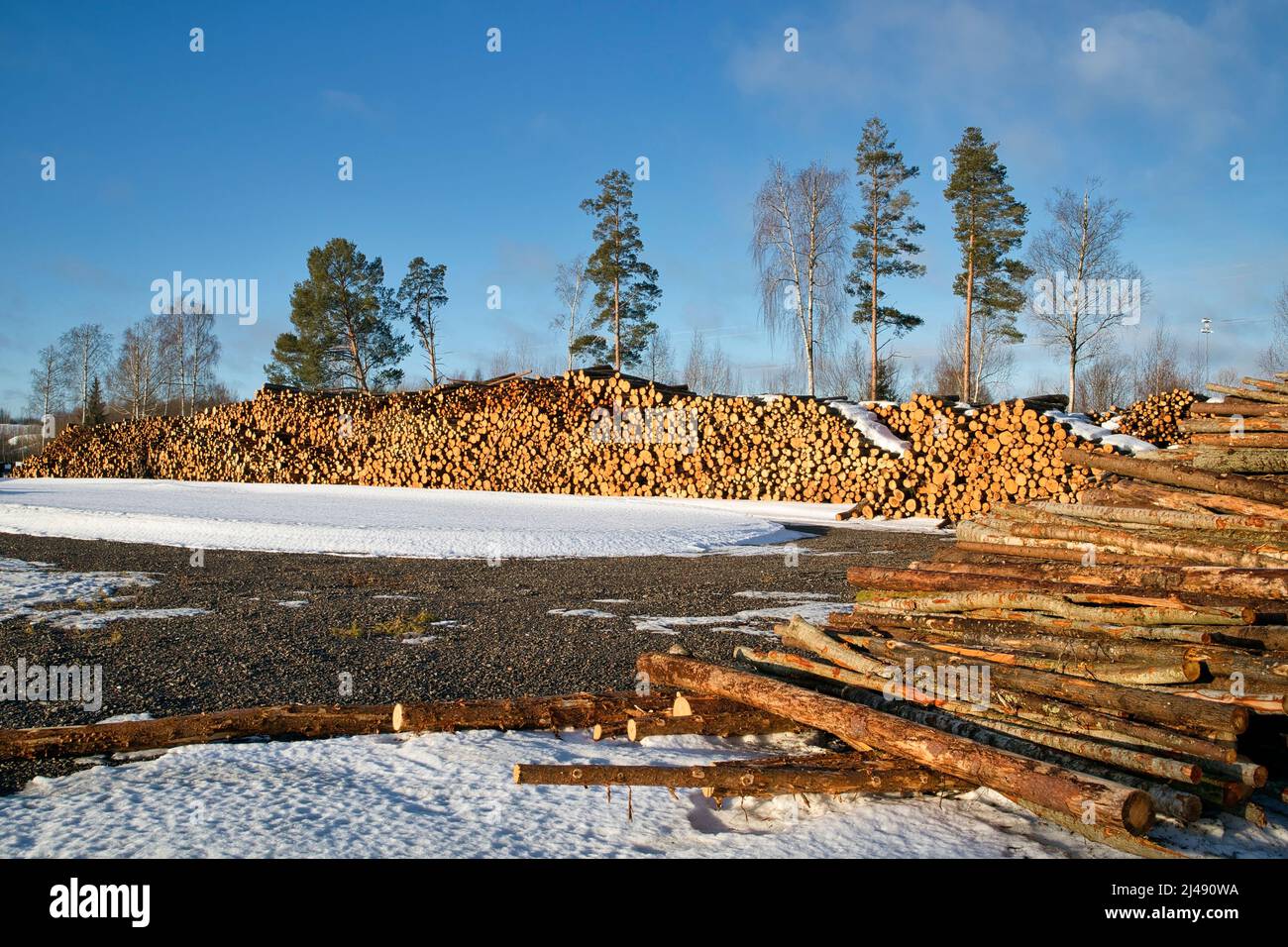 Stacks of tree trunks ready for transport in springtime, Finland Stock ...
