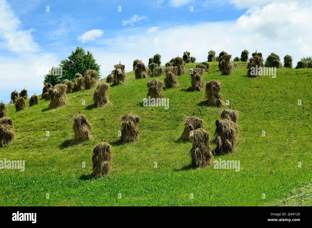 Austria, Tyrol, traditional haystacks named Heumanderl Stock Photo - Alamy