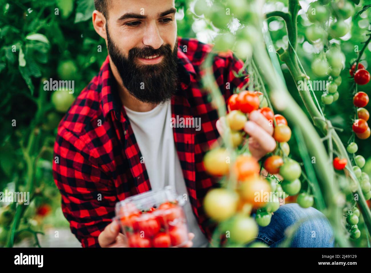Happy man worker picking sweet vegetables in countryside farm ...
