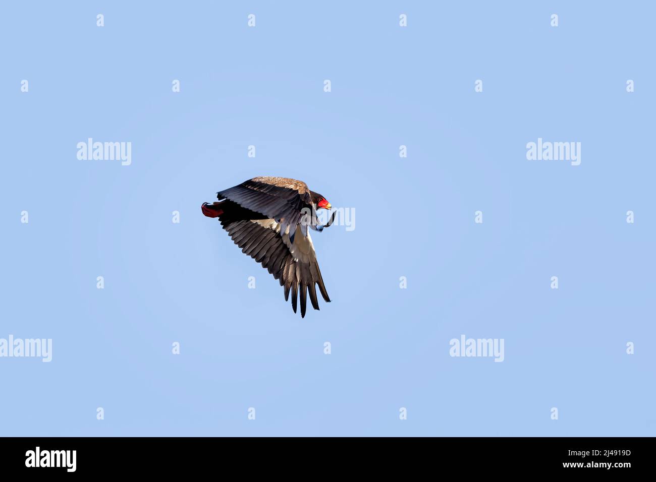 Bateleur eagle flying hi-res stock photography and images - Alamy
