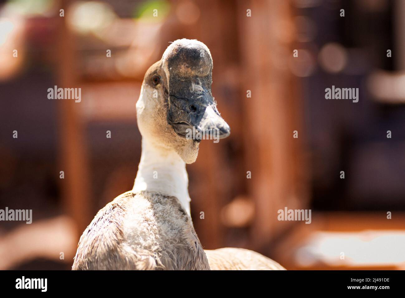 very sad looking chinese goose Stock Photo - Alamy