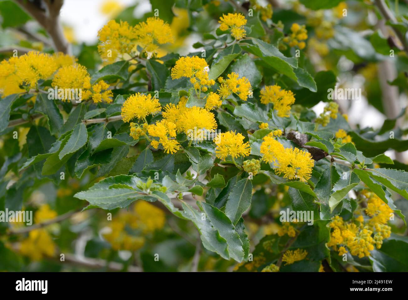 Golden -yellow flowers of Azara serrata Saw toothed azara Stock Photo ...