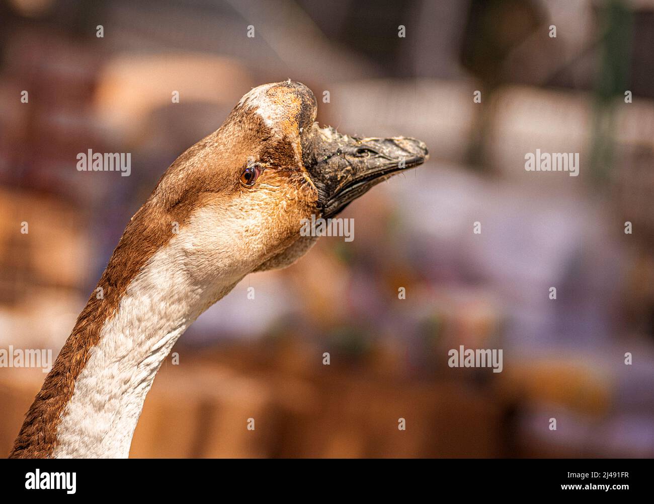 very sad looking chinese goose Stock Photo - Alamy