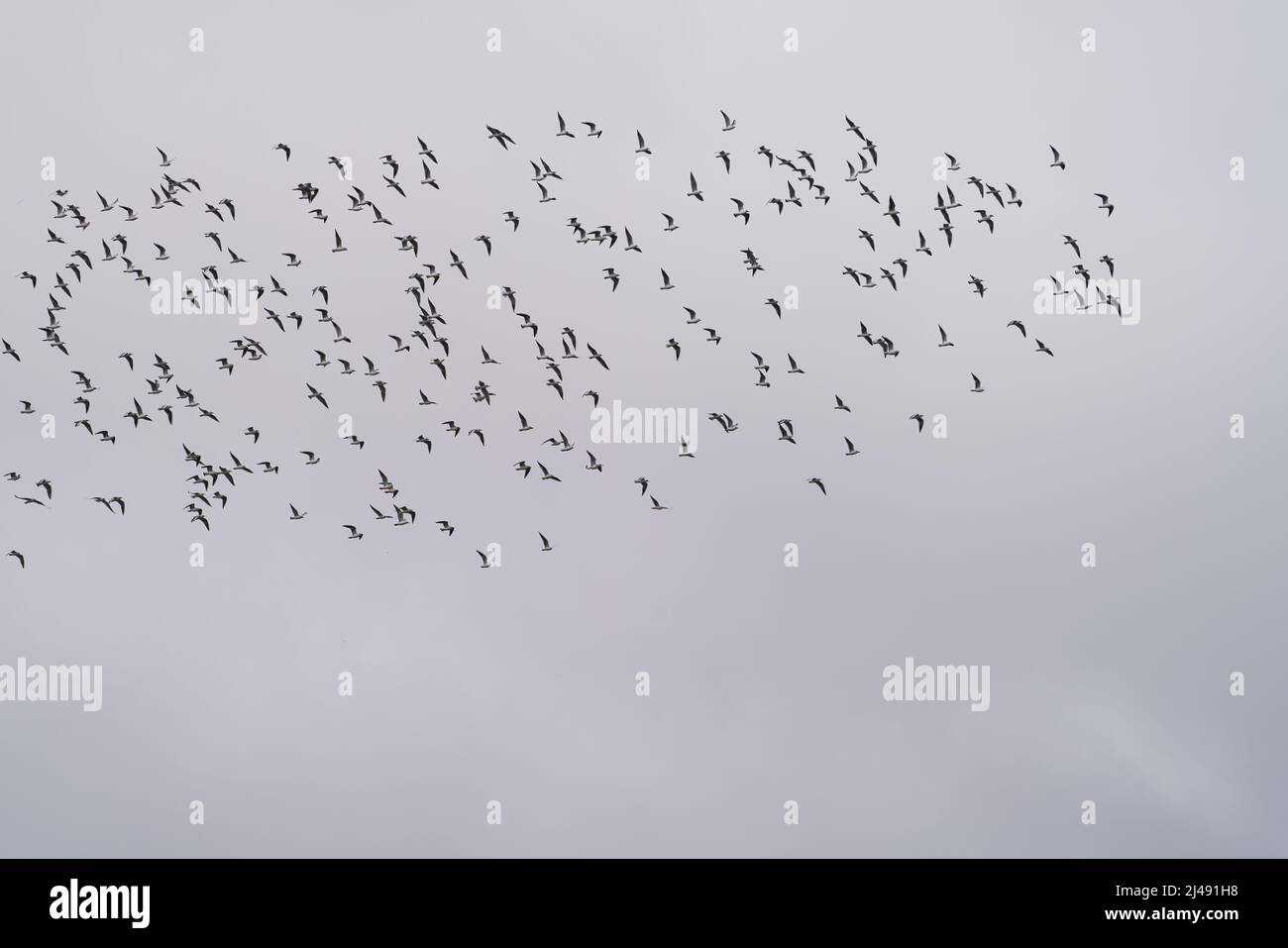 Large crowd of birds hi-res stock photography and images - Alamy