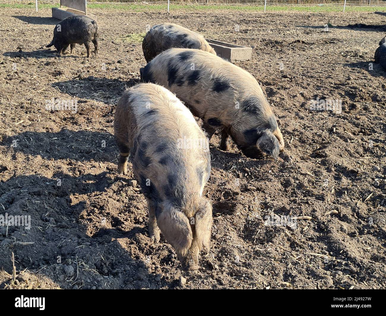 Mangalitsa pigs hi-res stock photography and images - Alamy
