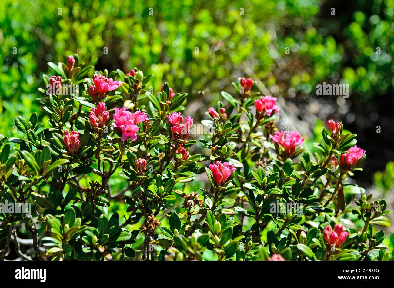Austria, Tirol, alpine rose flower, plant is under nature protection ...