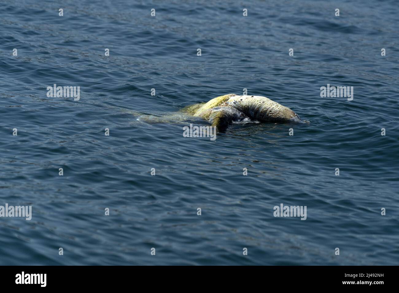 dead killed turtle in the sea Stock Photo - Alamy