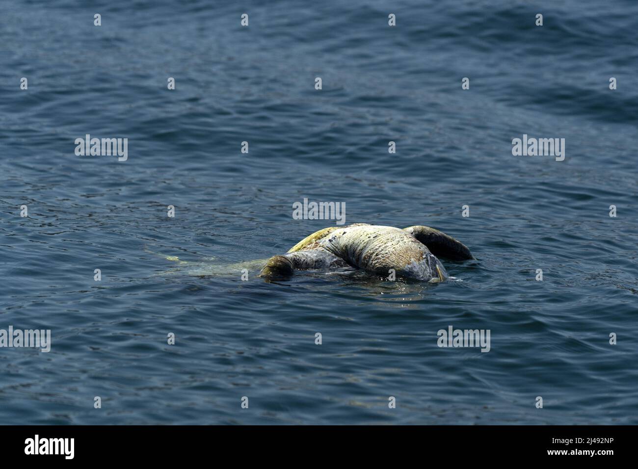 dead killed turtle in the sea Stock Photo - Alamy