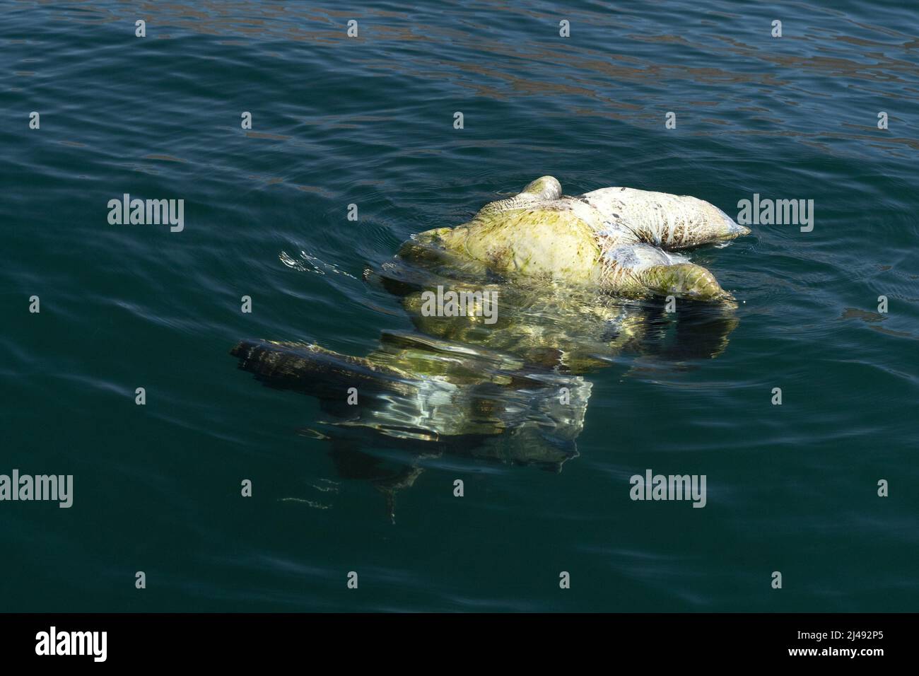 dead killed turtle in the sea Stock Photo - Alamy