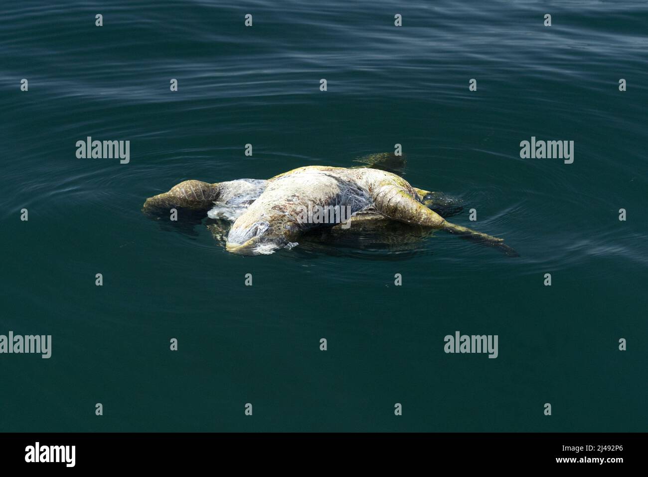 dead killed turtle in the sea Stock Photo - Alamy
