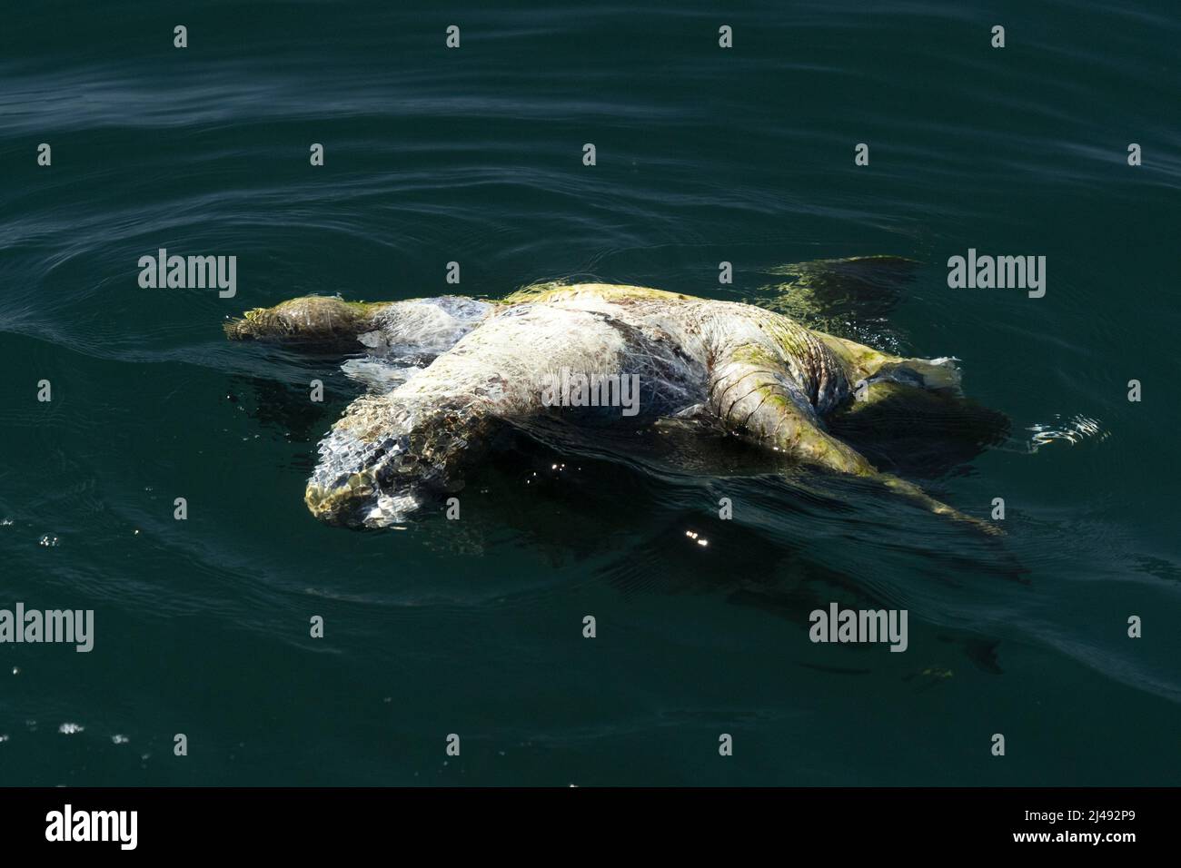 dead killed turtle in the sea Stock Photo - Alamy