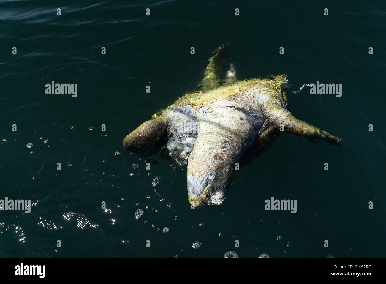 dead killed turtle in the sea Stock Photo - Alamy