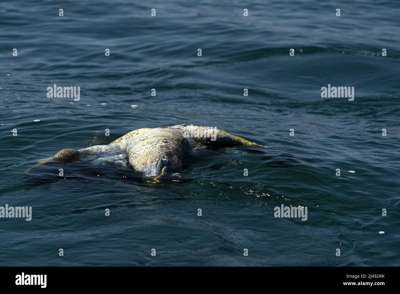 dead killed turtle in the sea Stock Photo - Alamy