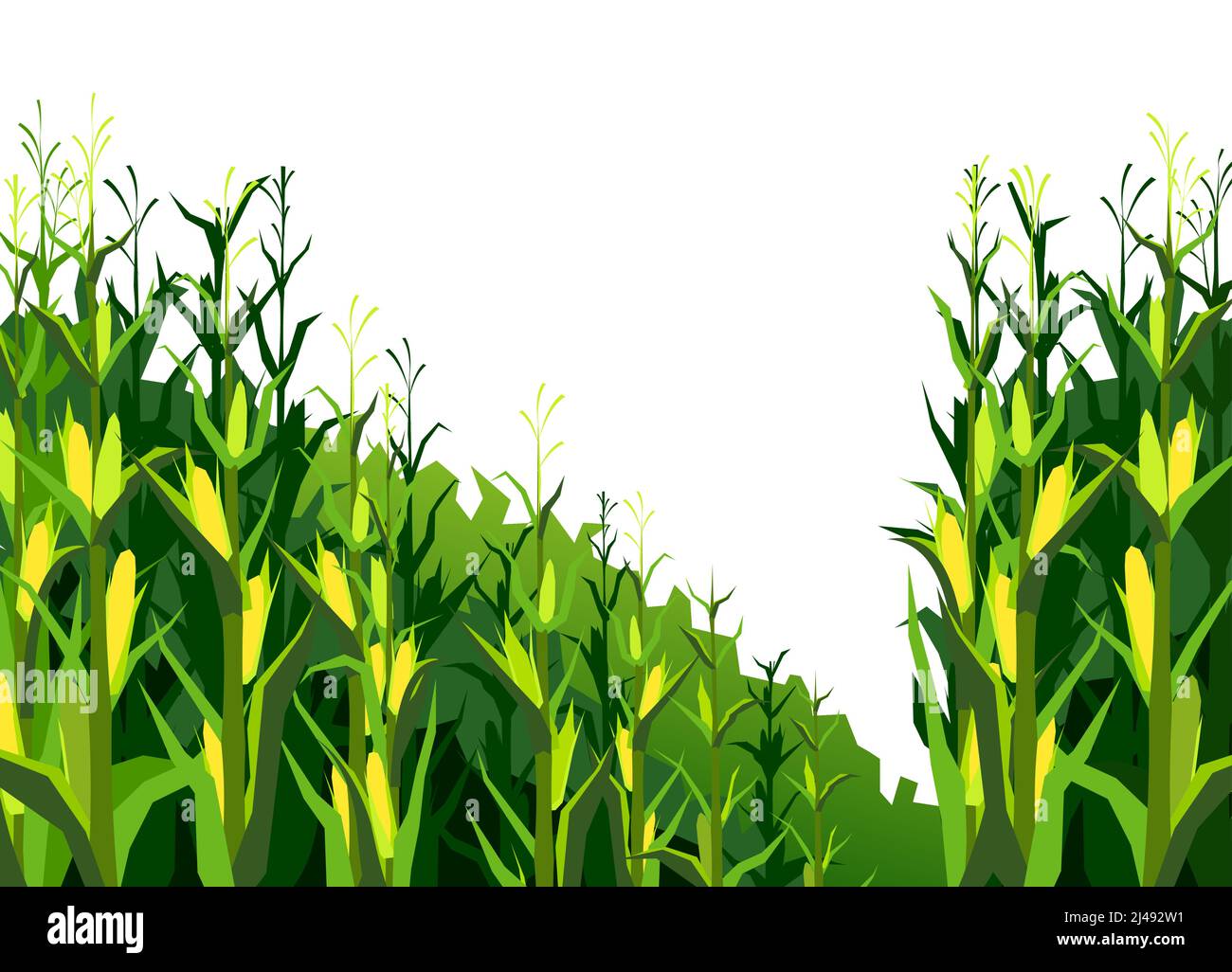 Corn grows in field. Harvest agricultural plant. Food product. Farmer ...