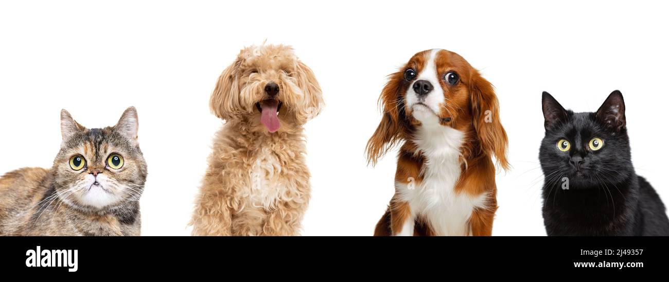 Art collage made of popular purebred dogs and cats isolated over white ...