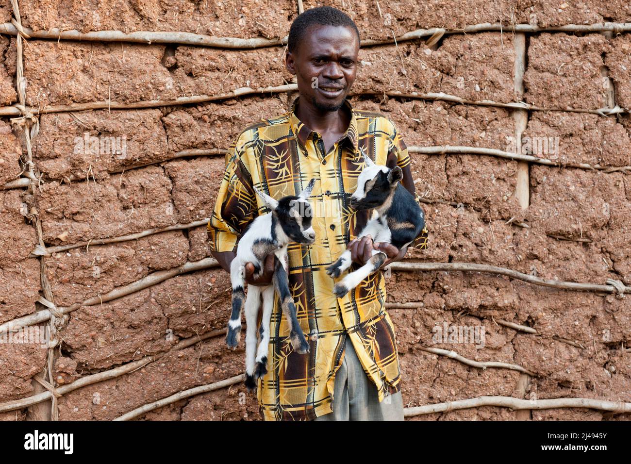 6 cows hi-res stock photography and images - Alamy