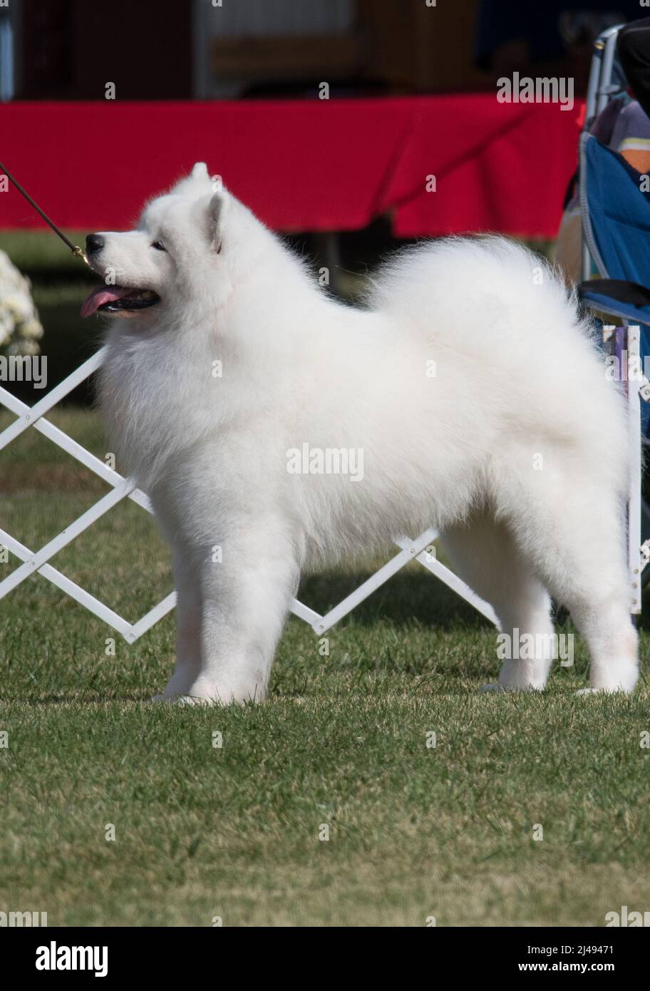 Happy Samoyed standing pretty at a dog show Stock Photo - Alamy