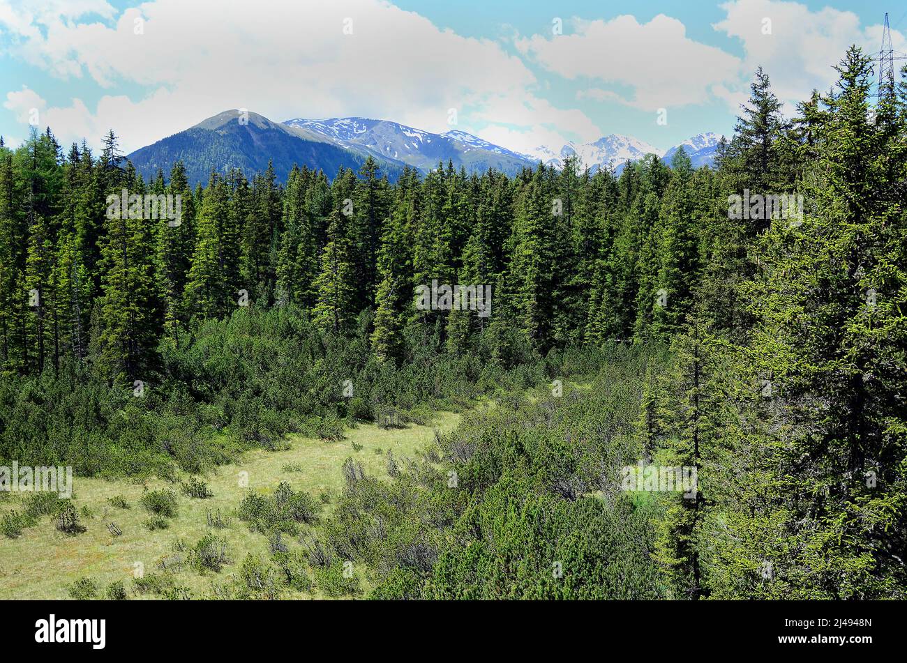 Austria, Tyrol, forest around marshland in nature park Kaunergrat Stock ...