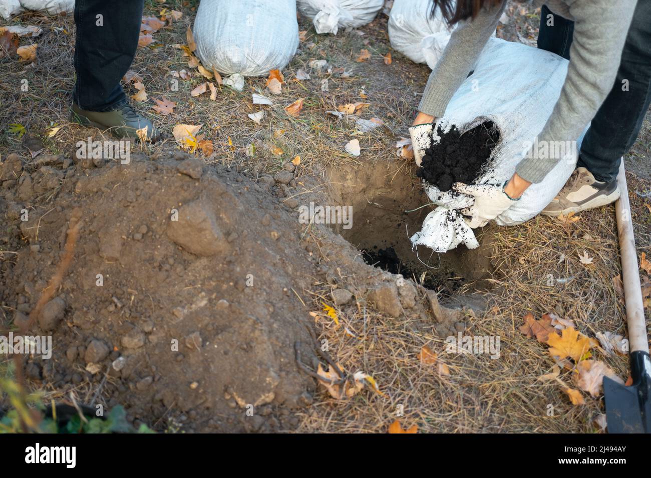 closeup of man hand pouring black soil in hole for planting new trees ...