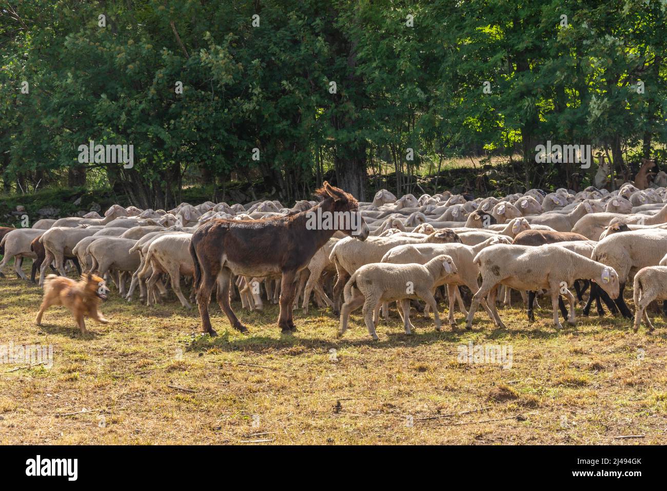 Herd Of Sheep With Donkey And Herding Dog Stock Photo - Alamy