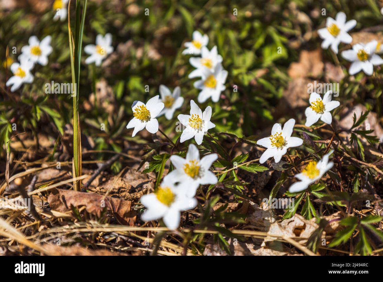 White flower of Hepatica Nobilis blooming in early springtime Stock ...