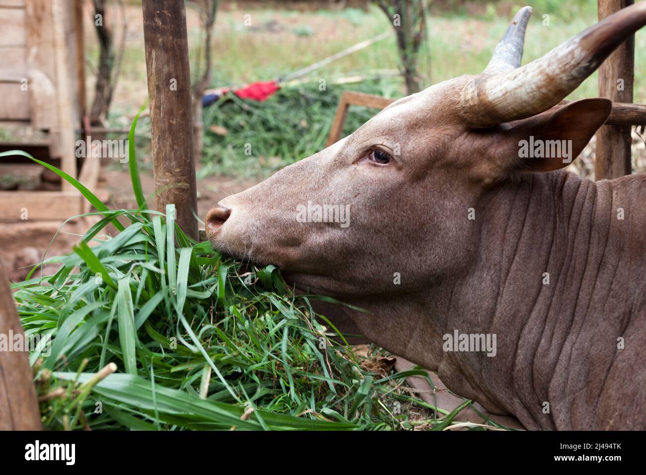 Stephanie Yinkamiye's cow. Photograph by Mike Goldwater Stock Photo - Alamy