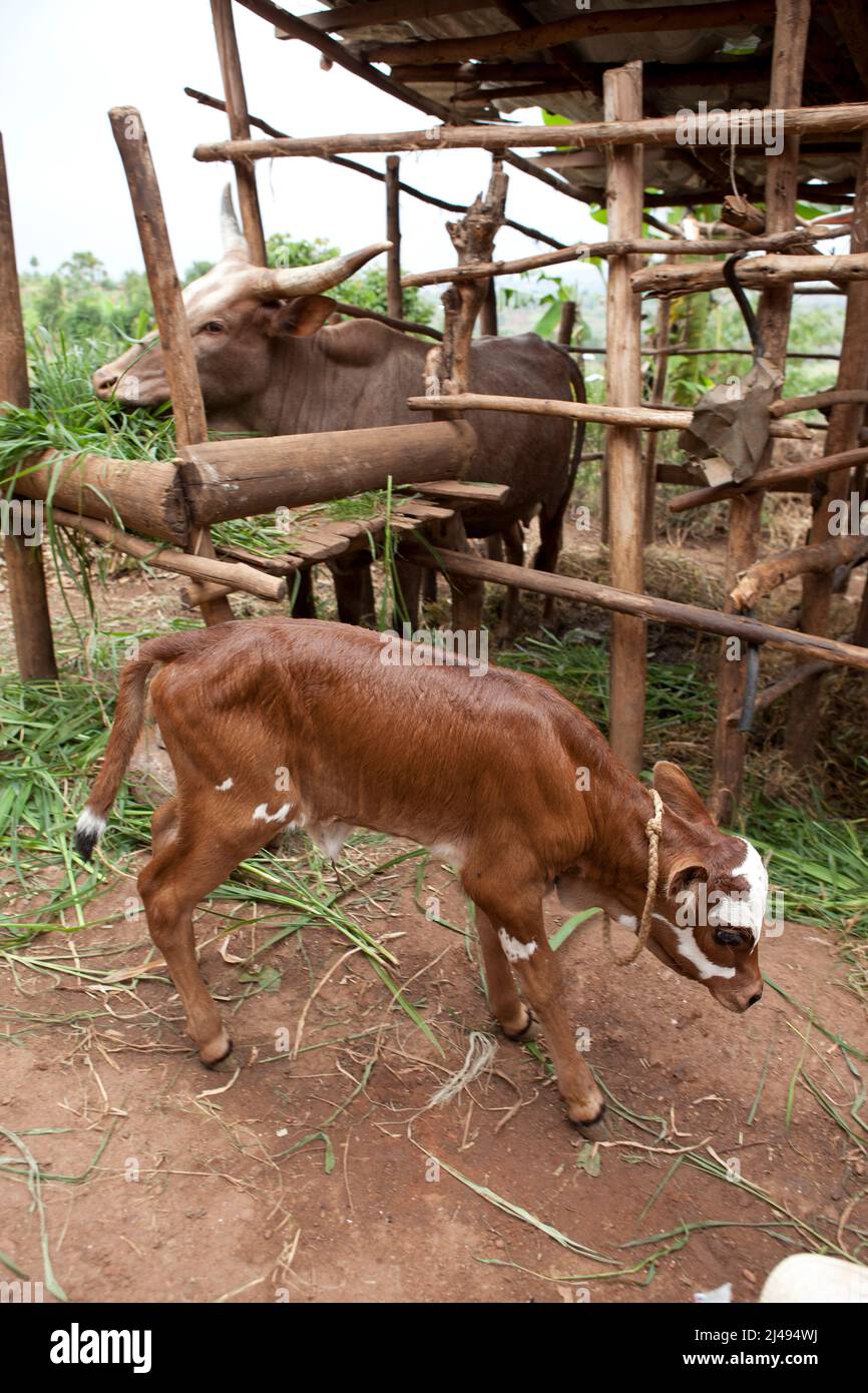 Stephanie Yinkamiye's cow and calf born the day before. Photograph by ...