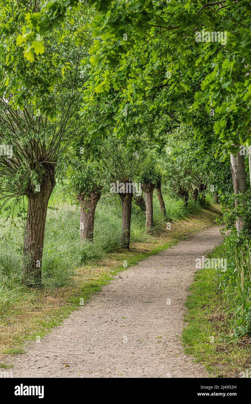 Away With Pollard Willows Stock Photo - Alamy
