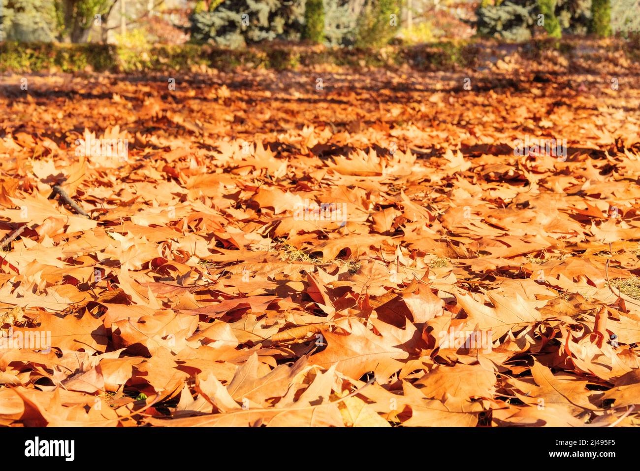 Autumn city park. Brown oak leaves. Landscape in forest in late autumn ...