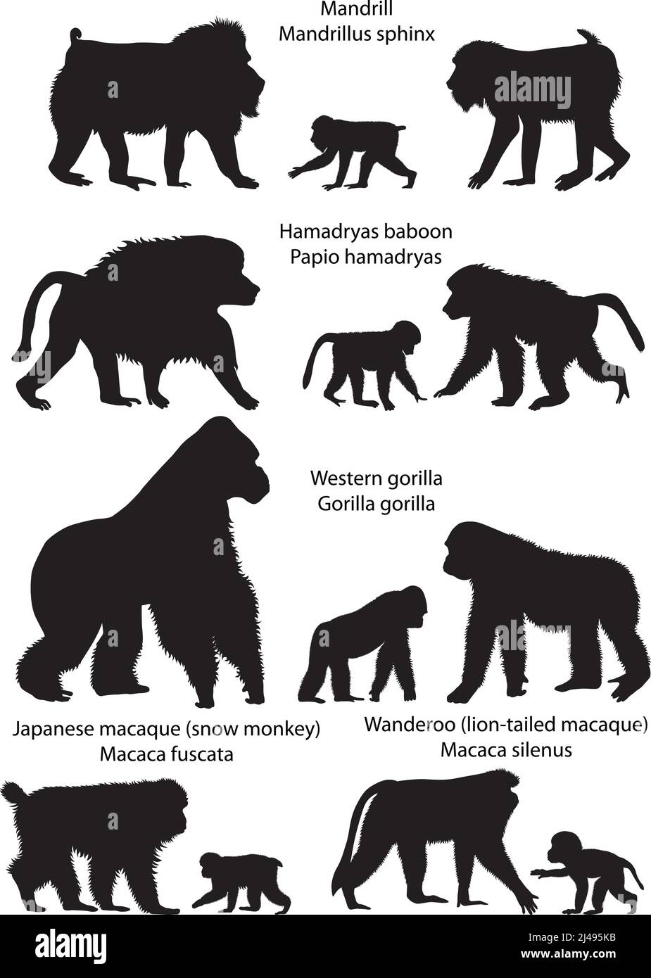 Collection of silhouettes of monkeys living in the territory of Africa ...