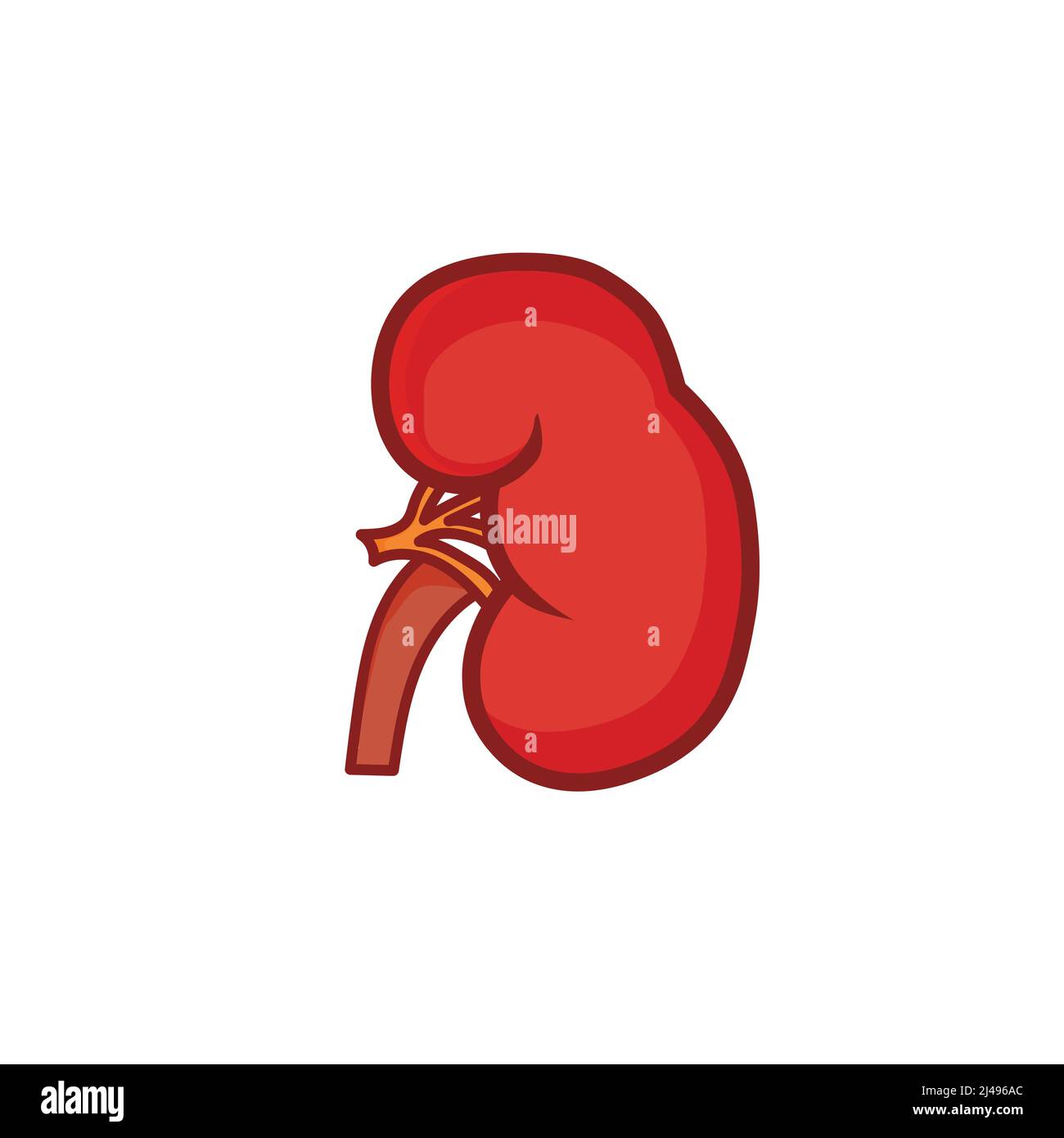 Human kidney illustration isolated on white background Stock Vector ...
