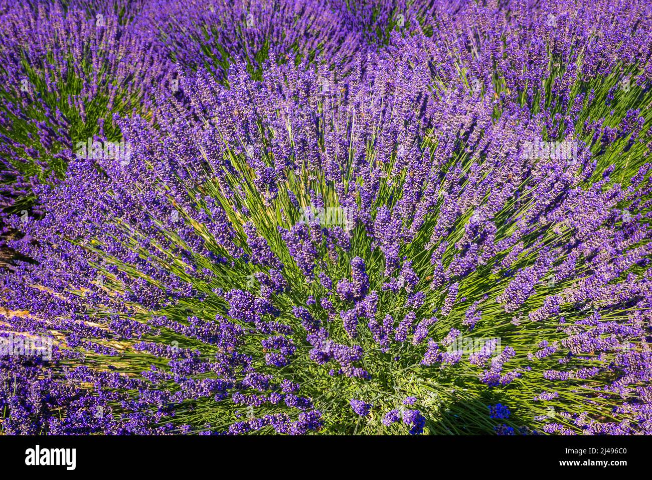 Beautiful Lavender fields in Mount Hood, Oregon Stock Photo - Alamy