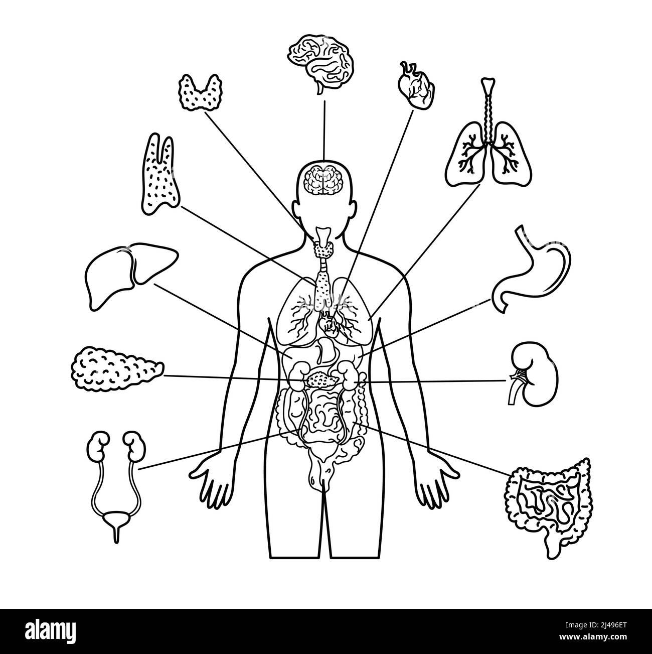 Human body and internal organs illustration line art on white ...