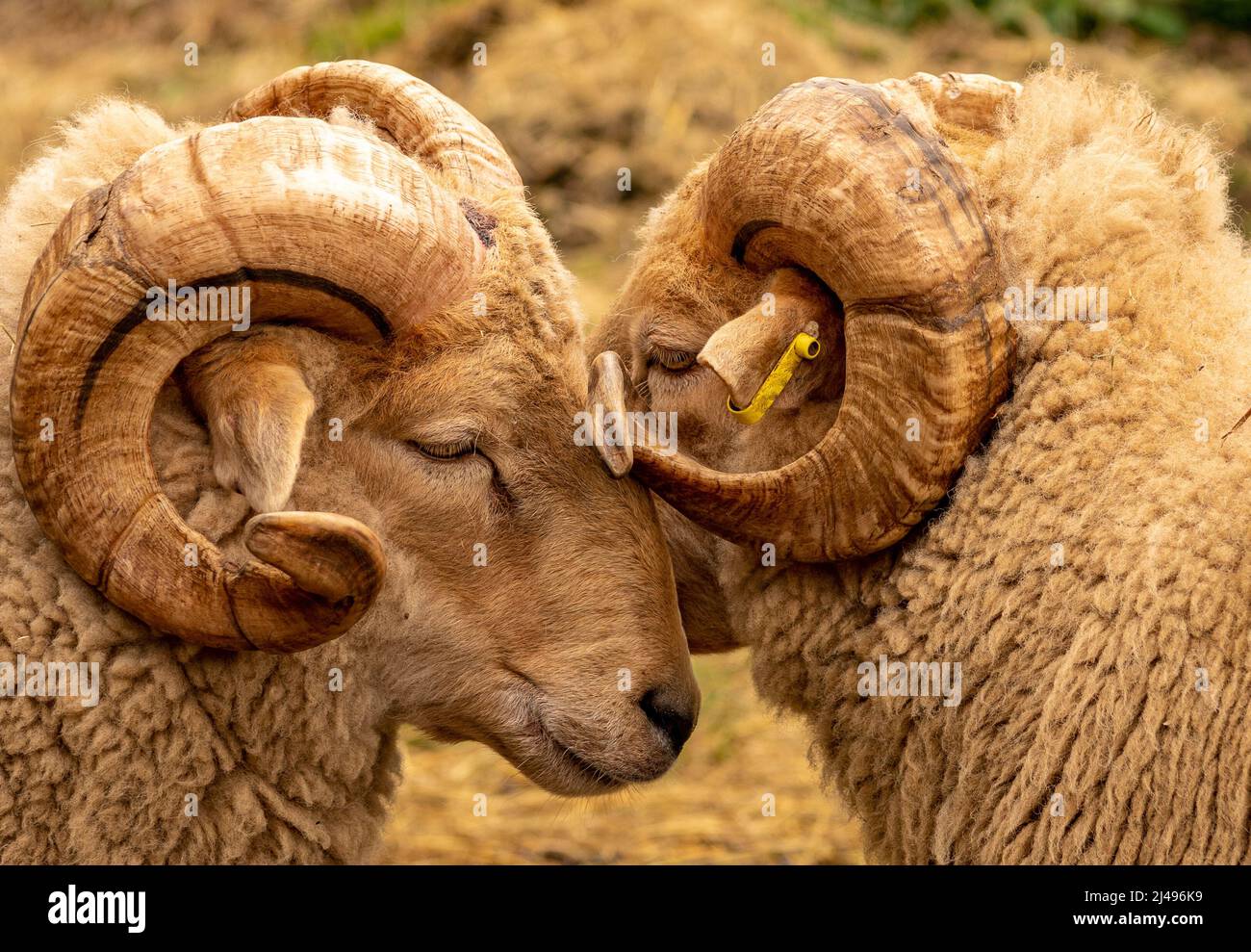 2 Rams showing affection for each other by rubbing noses Stock Photo ...